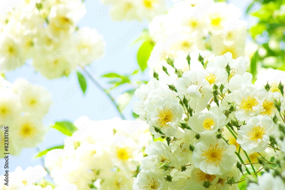 Weiße Kletterrose Stock-Foto | Adobe Stock