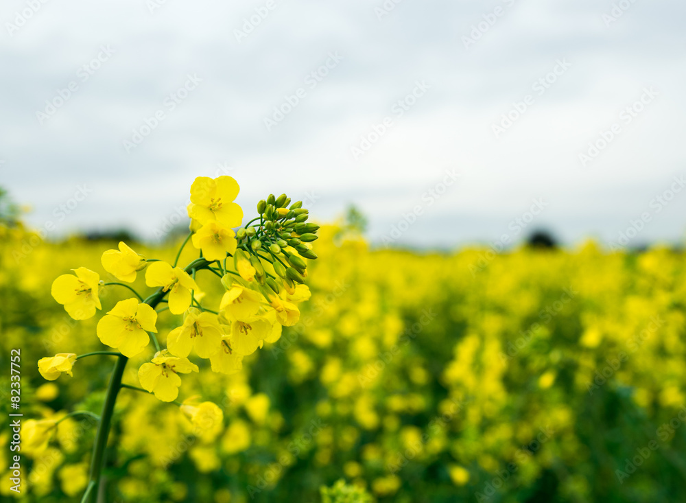 Raps Blüte mit Rapsfeld Hintergrund Stock-Foto | Adobe Stock