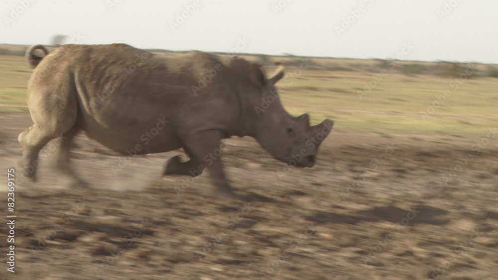 A white rhino running past the camera Stock Video | Adobe Stock