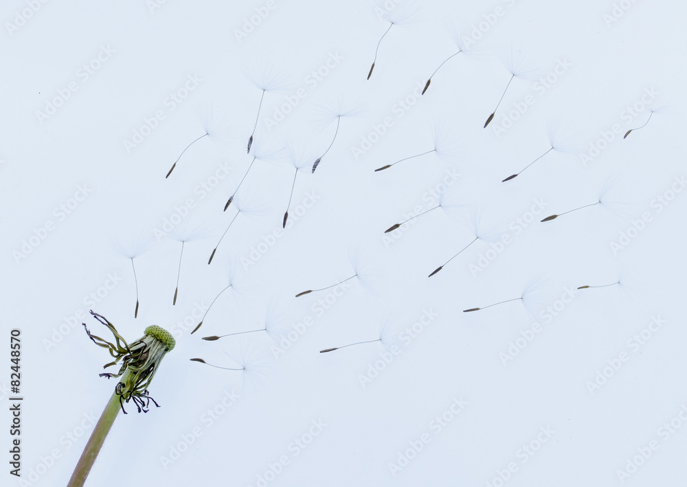Samen einer Pusteblume fliegen weg Stock-Foto | Adobe Stock