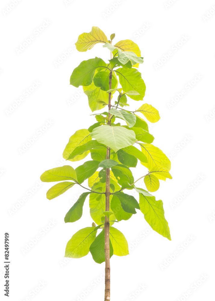 Young teak tree isolated on white background Stock Photo | Adobe Stock