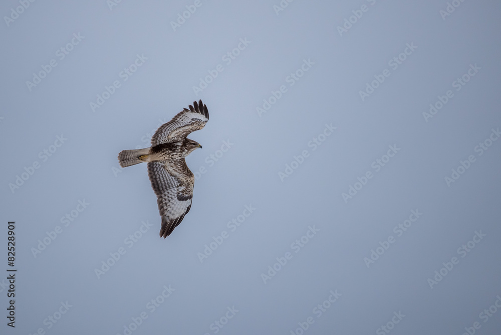 Habicht im Flug Stock-Foto | Adobe Stock
