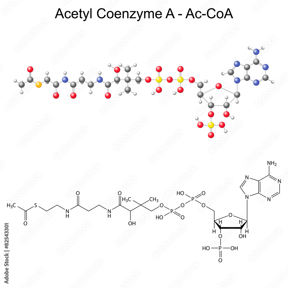 Structural chemical formula and model of Acetyl Coenzyme-A Stock Vector ...