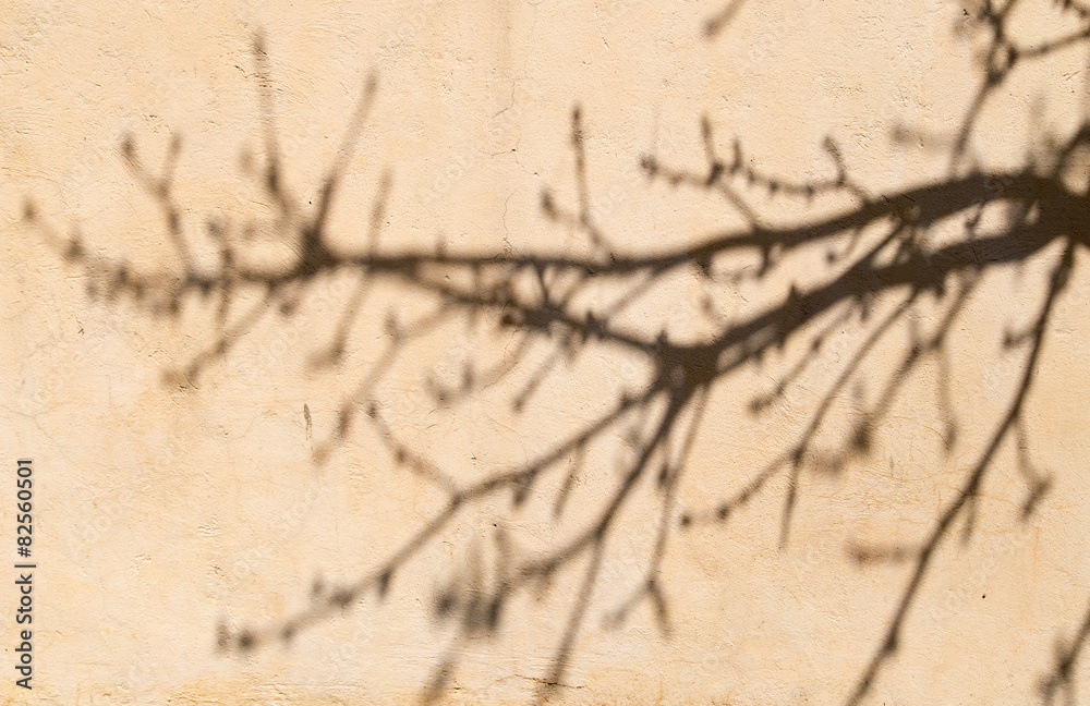 the shadow of a tree on a wall Stock Photo | Adobe Stock