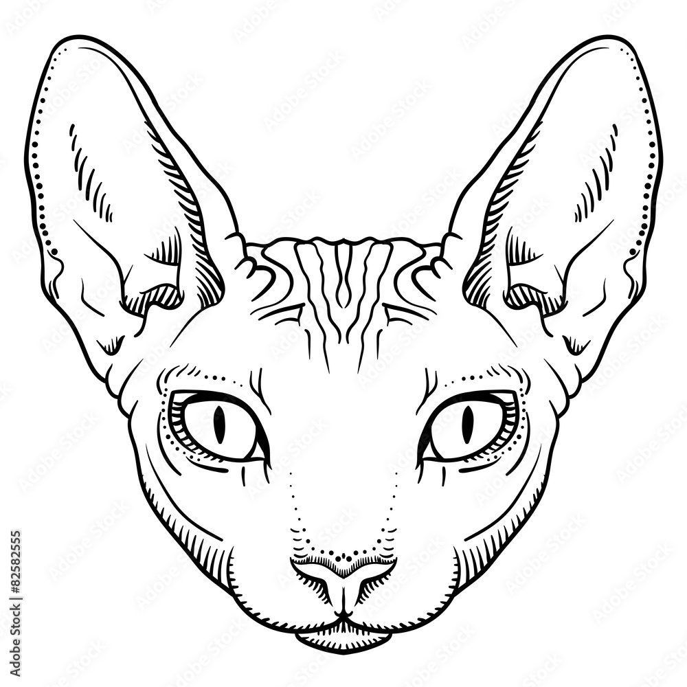 Vetor de hairless sphinx cat face graphics, outline do Stock | Adobe Stock