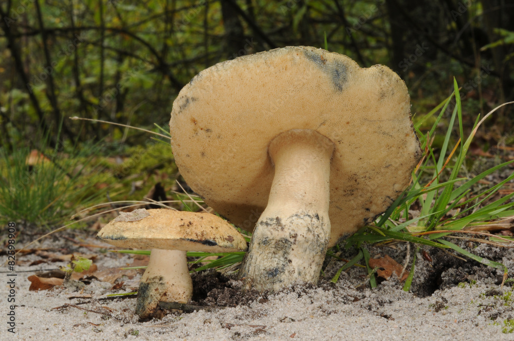 Gyroporus cyanescens (bluing bolete or the cornflower bolete) Stock ...