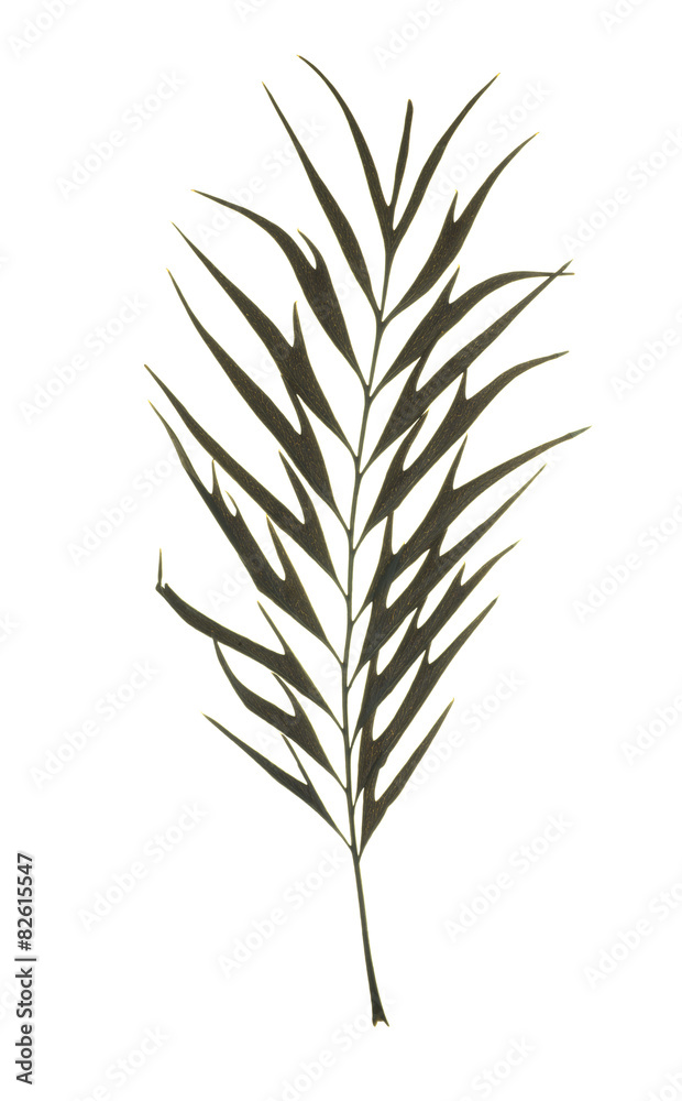 Grevillea Robusta Leaf