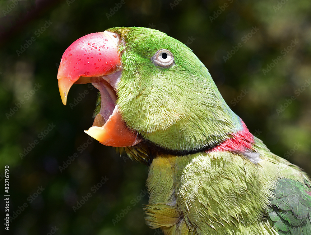 Screaming Parrot