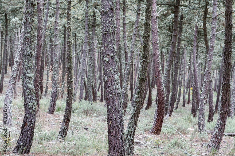 Bosque de Pino Negral. Pinus pinaster. Stock Photo | Adobe Stock