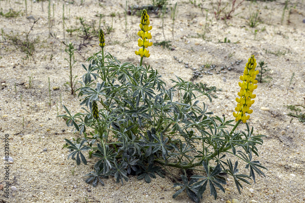 Lupinus luteus, comunly known as annual yellow-lupin. Stock Photo ...