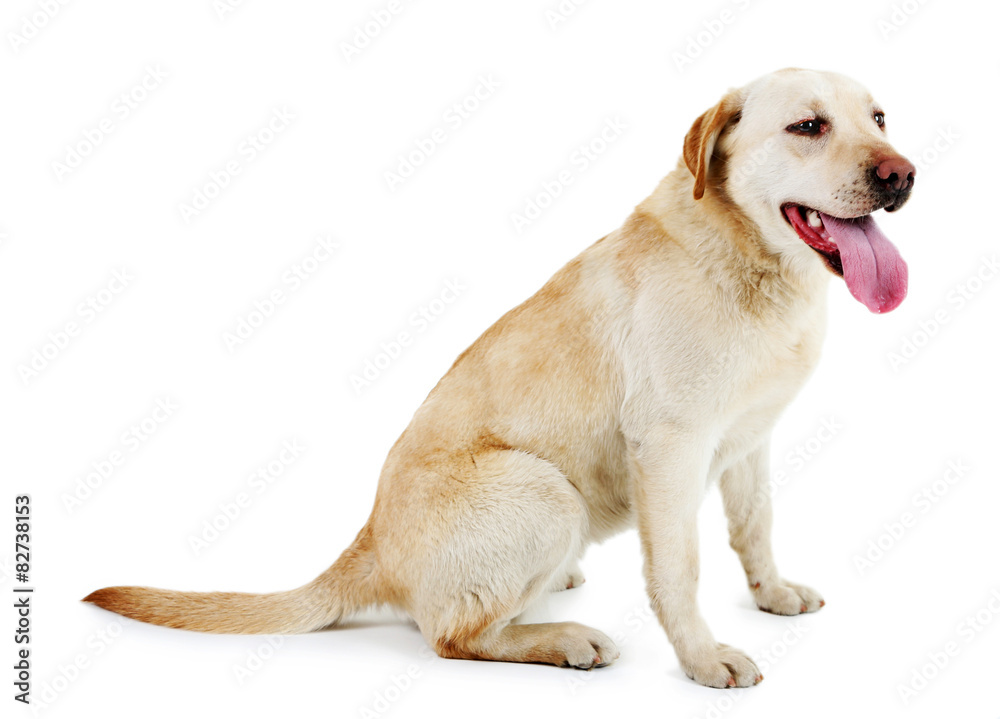 Cute dog isolated on white background Stock Photo | Adobe Stock