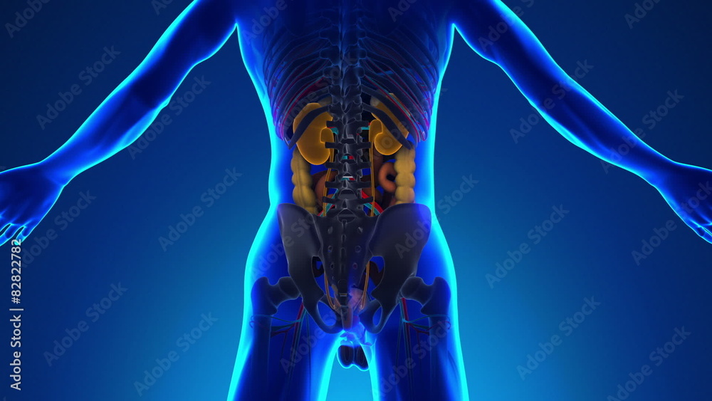 Anatomy of Human Kidneys - Medical X-Ray Scan Stock Video | Adobe Stock