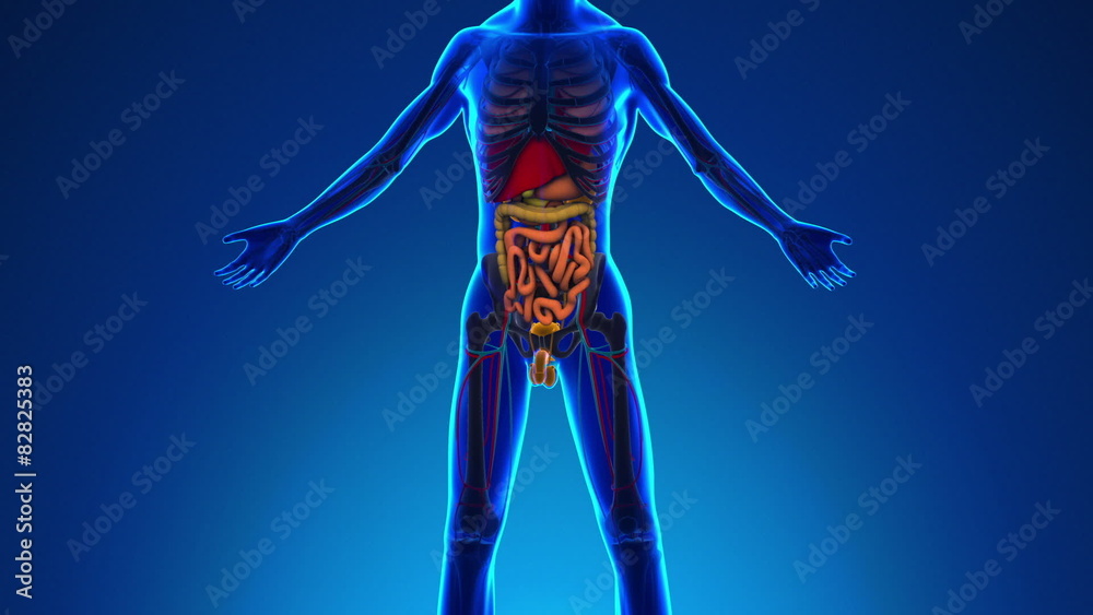 Anatomy of Human Urogenital System - Medical X-Ray Scan Stock Video ...