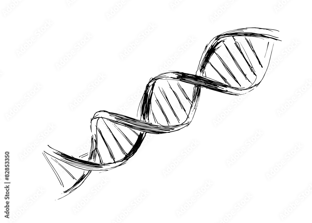 hand sketch the structure of DNA Stock Vector | Adobe Stock