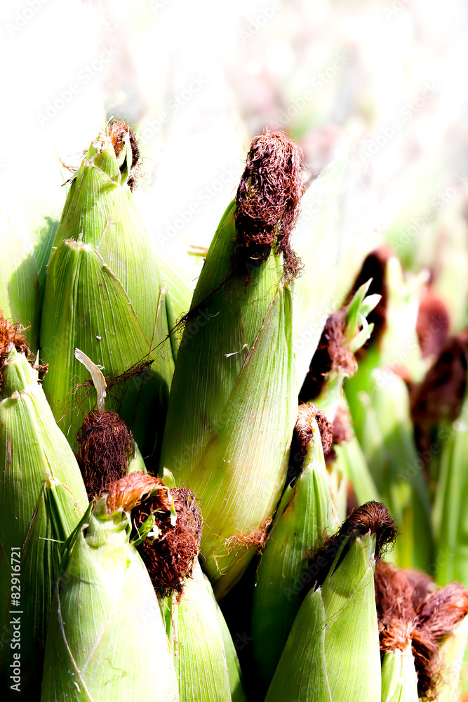 Pile of raw pod corn with ear of corn.Out of focus background. Stock ...