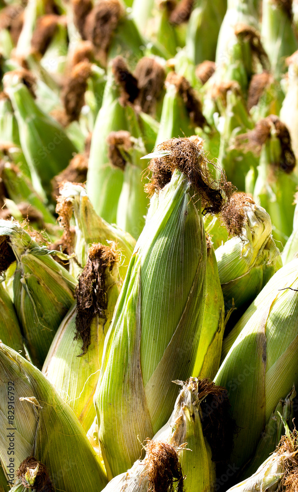 Pile of raw pod corn with ear of corn.Out of focus background. Stock ...
