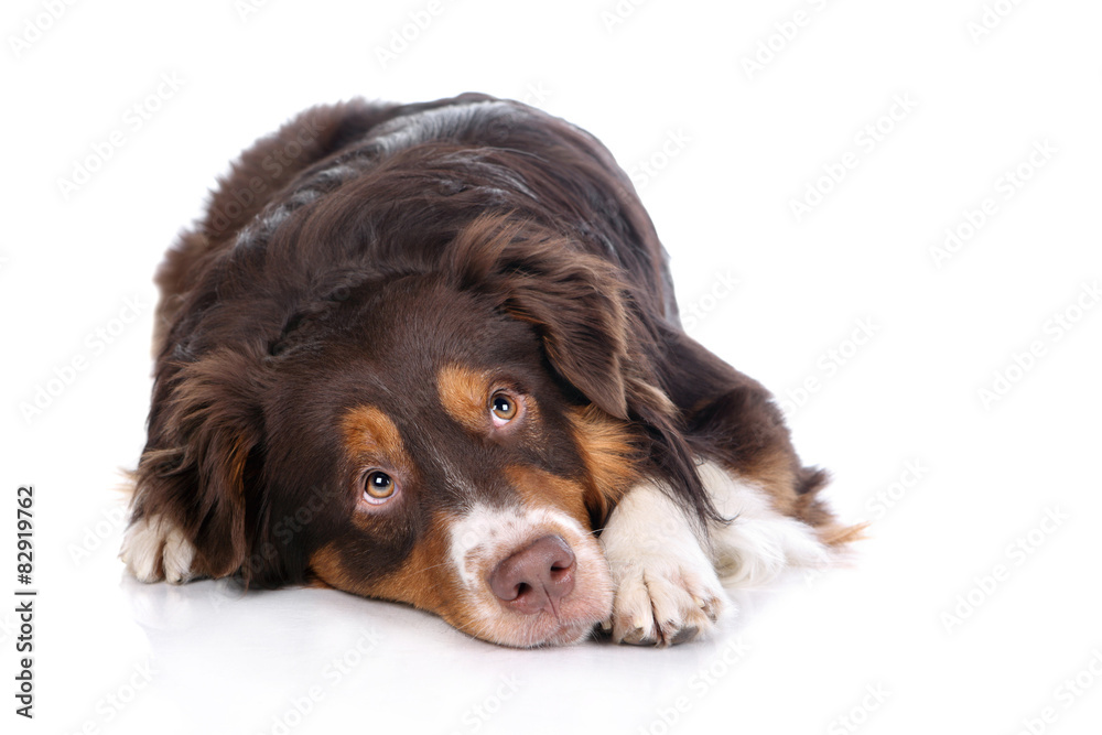 Dog Lying Down Sad