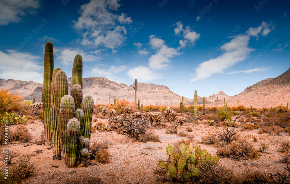 Arizona Desert Landscape Stock Photo | Adobe Stock