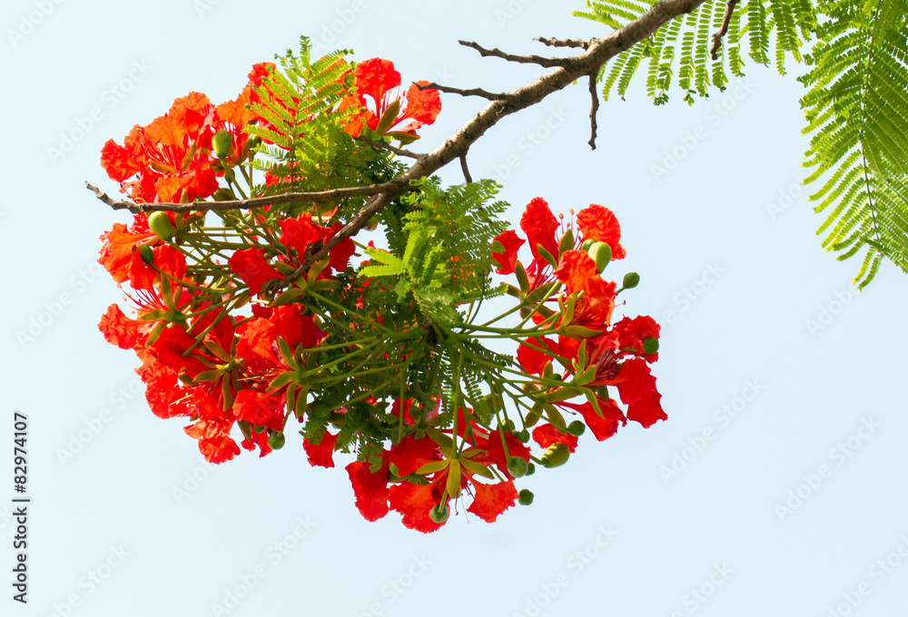 phoenix flower Stock Photo | Adobe Stock