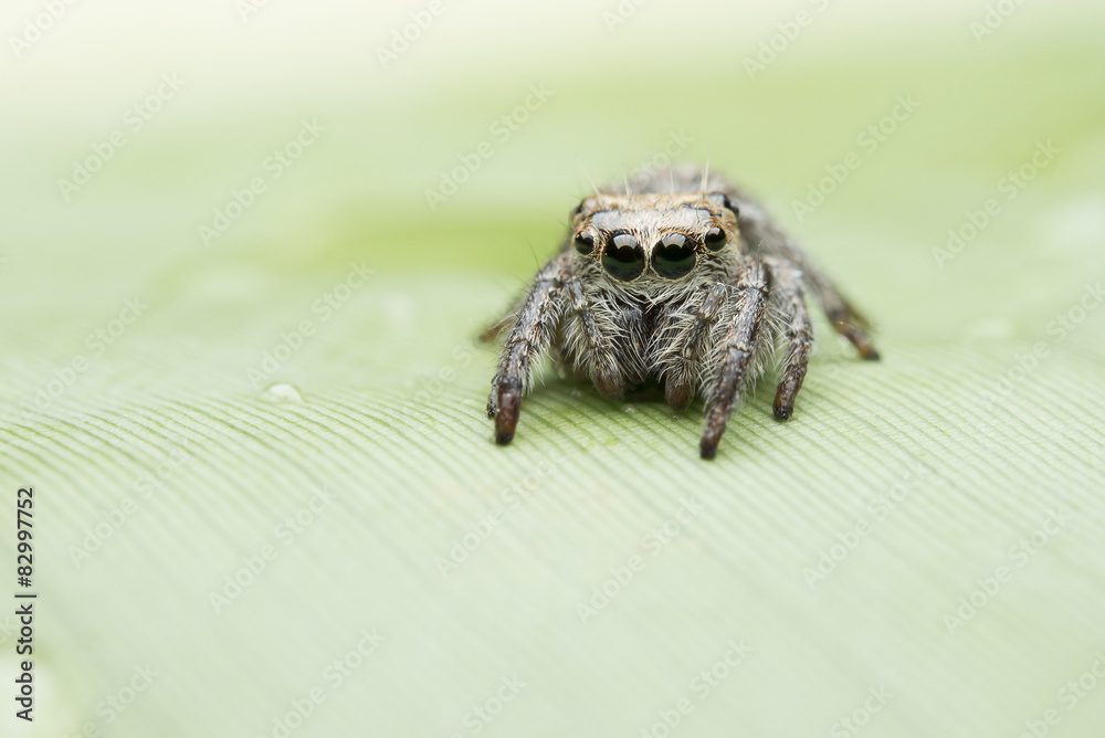 Spider. Photo was taken at a wildlife sanctuary in Thailand. Stock ...