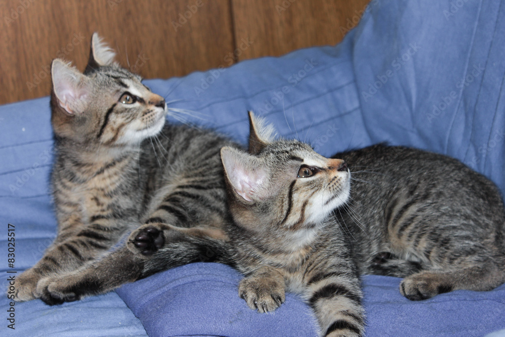 Katzen - Zwillinge Stock-Foto | Adobe Stock