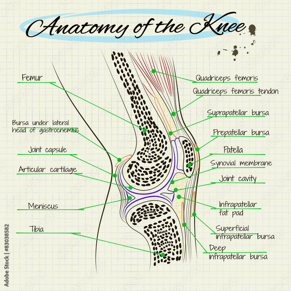 structure of the knee Stock Vector | Adobe Stock
