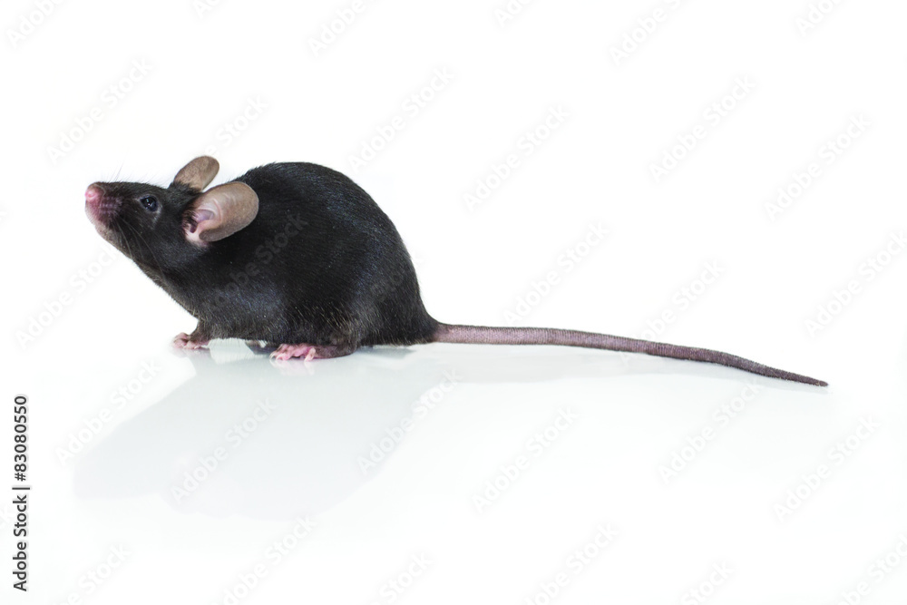 Black Mouse
