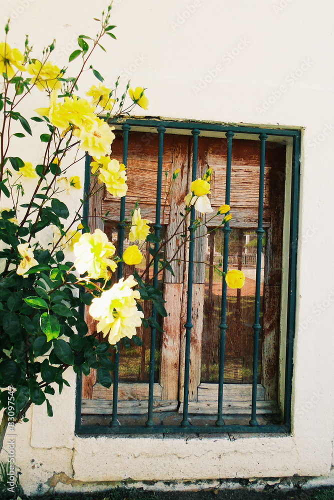 Yellow flowers on old window Stock Photo | Adobe Stock