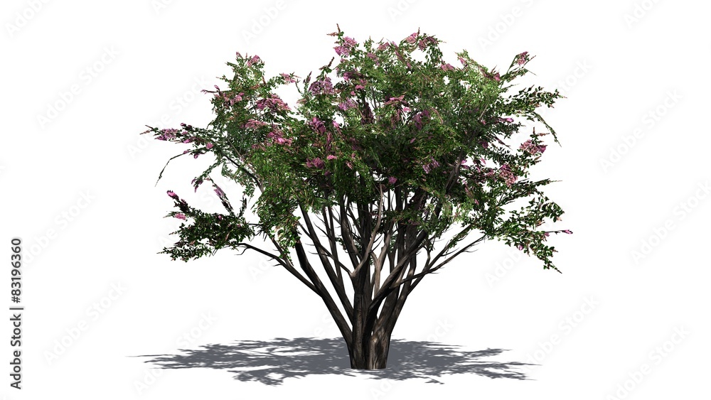Crape Myrtle - tree on white background Stock Illustration | Adobe Stock