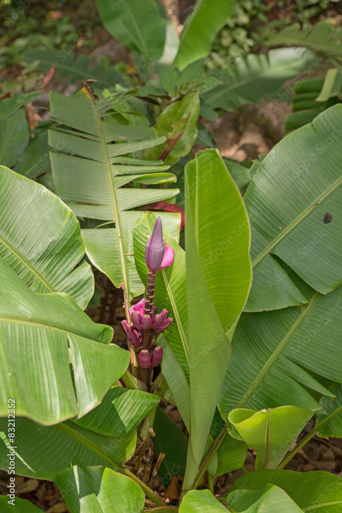 Blüte einer Bananenpflanze Stock-Foto | Adobe Stock