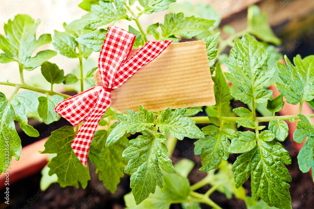 note for tomato plant - background Stock Photo | Adobe Stock
