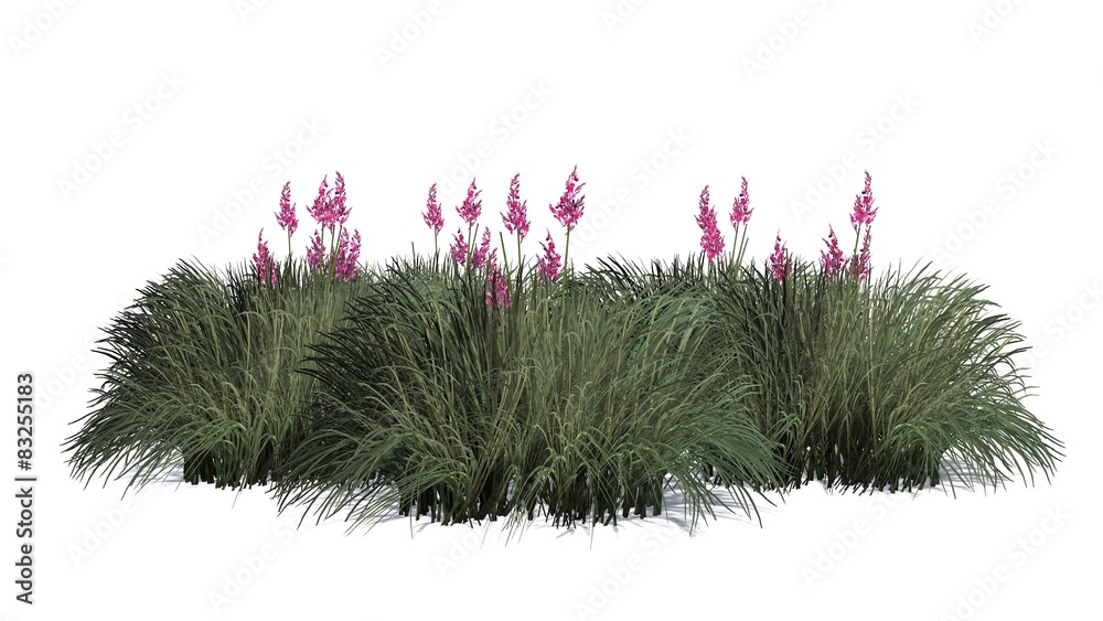 Red Yucca - isolated on white background Stock Illustration | Adobe Stock