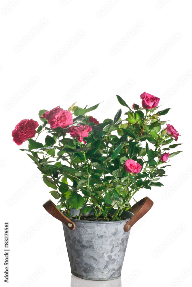 pianta di rose in vaso su sfondo bianco Stock Photo | Adobe Stock