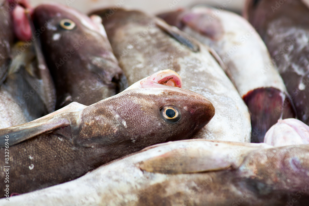 Frischer gefangener Seehecht (Merluccius) Stock-Foto | Adobe Stock