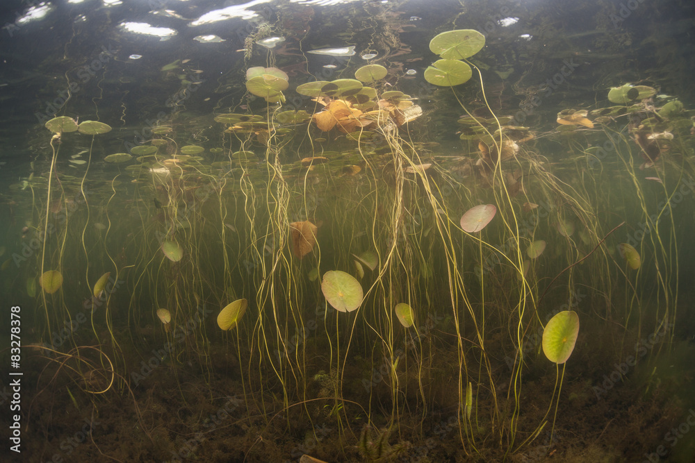 Lily Pads Underwater