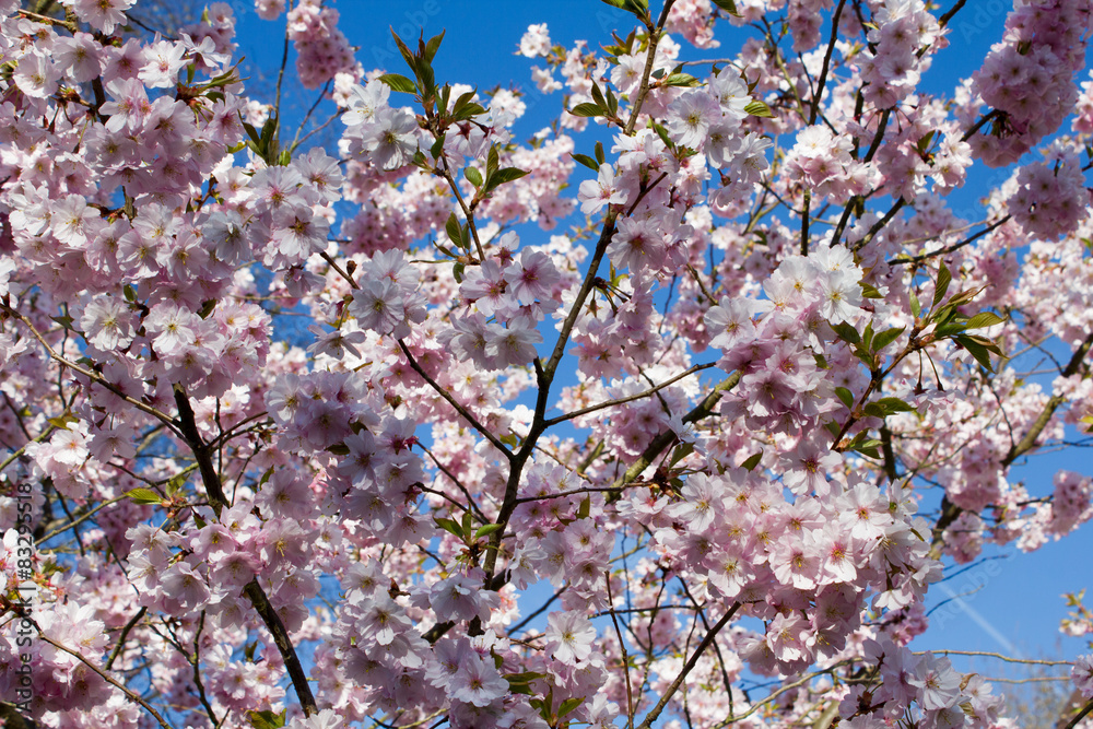 Blühender Kirschbaum vor blauem Himmel Stock-Foto | Adobe Stock