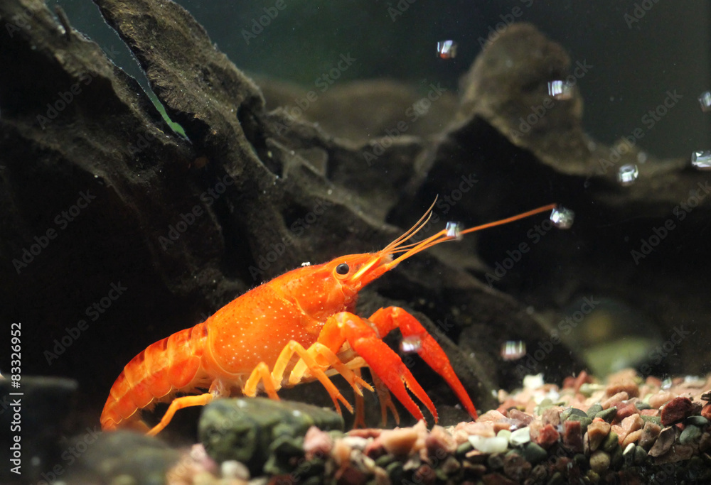 Freshwater Crayfish Aquarium