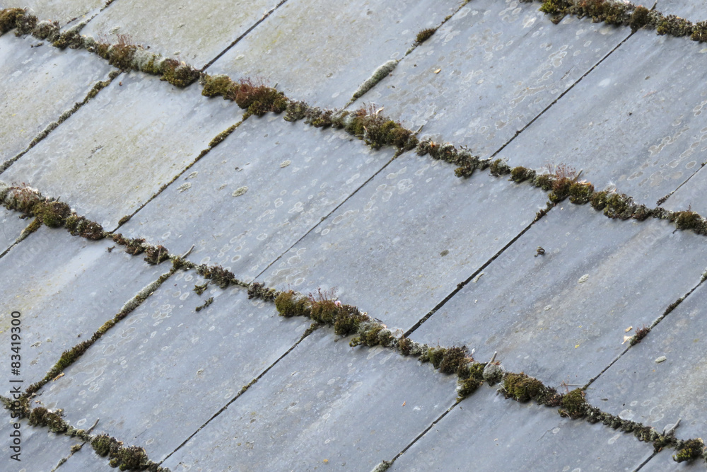 Mousse sur un toit en ardoises Stock Photo | Adobe Stock