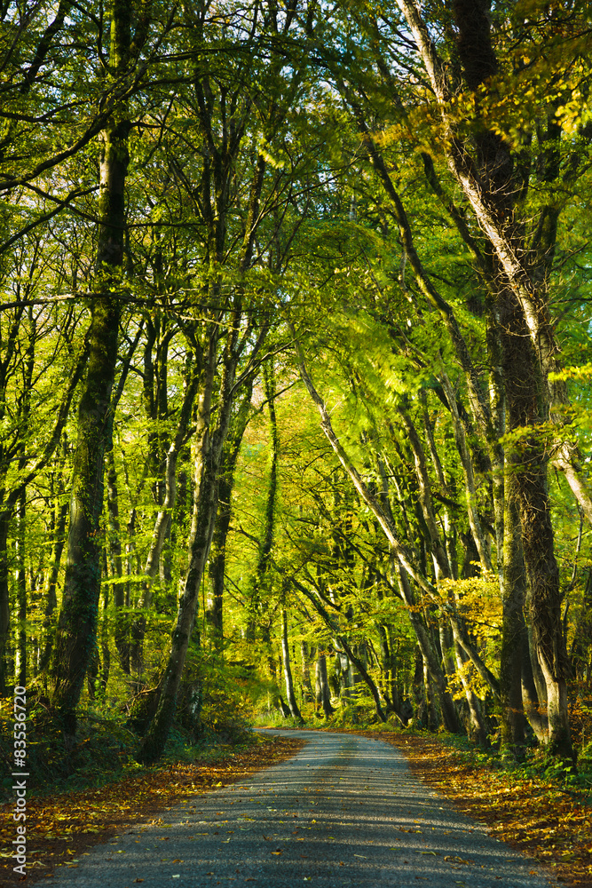 Ireland, County Offaly, Daingean, View of road under tree canopy Stock ...