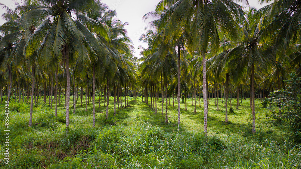 Rows of coconut trees in a coconut plantation, Portland, Jamaica Stock ...