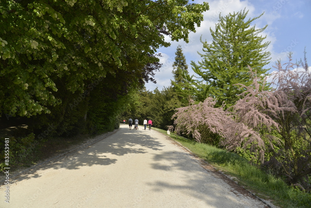 Chemin le long des gros arbres du parc Solvay à la Hulpe Stock Photo ...