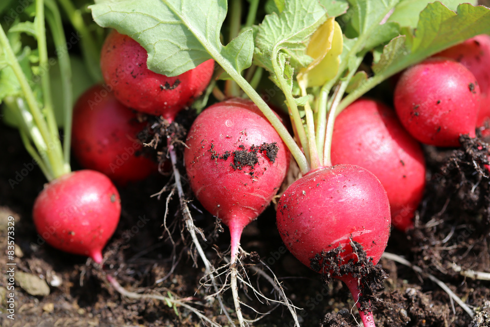 Radieschen Stock Photo | Adobe Stock