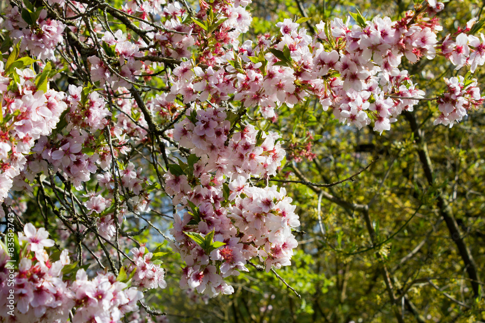 Blühender Obstbaum Stock-Foto | Adobe Stock
