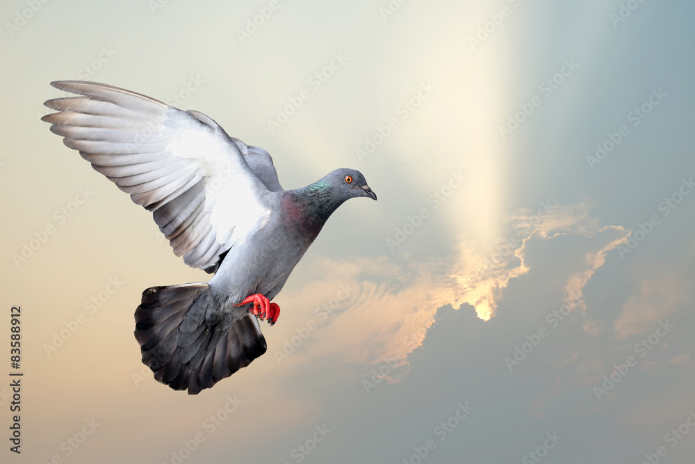flying pigeon Stock Photo | Adobe Stock