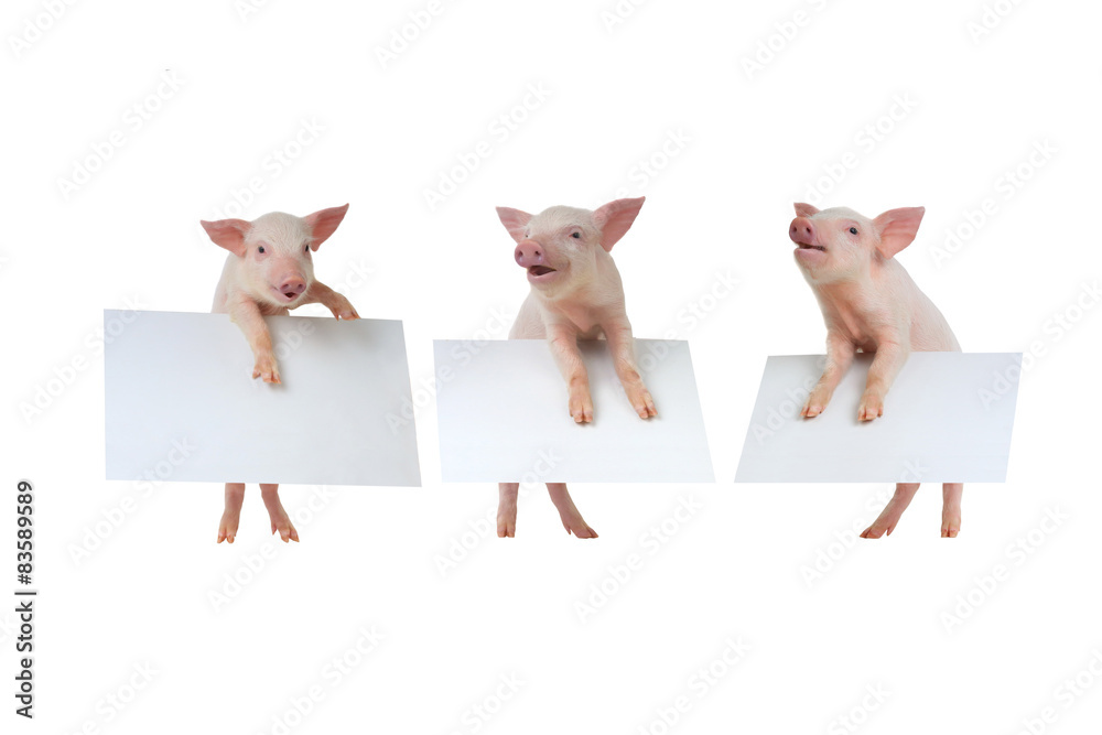 pig Stock Photo | Adobe Stock