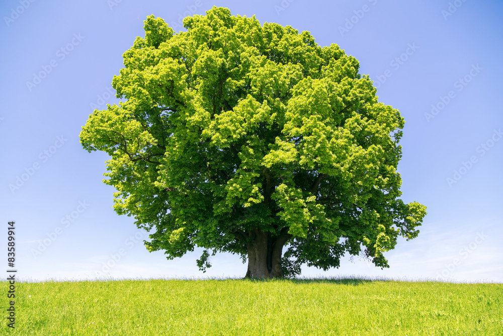 Linde Baum Stock Photo | Adobe Stock