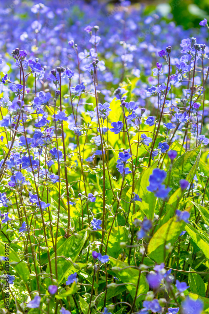 Blue Spring flowers blossom Stock Photo | Adobe Stock