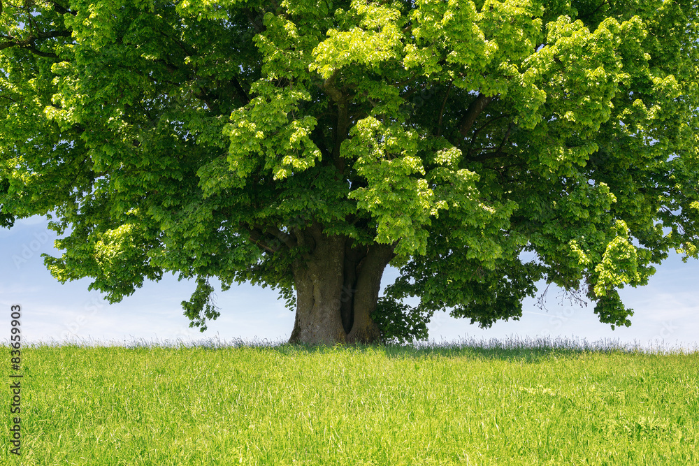 Linde Baum Stock Photo | Adobe Stock