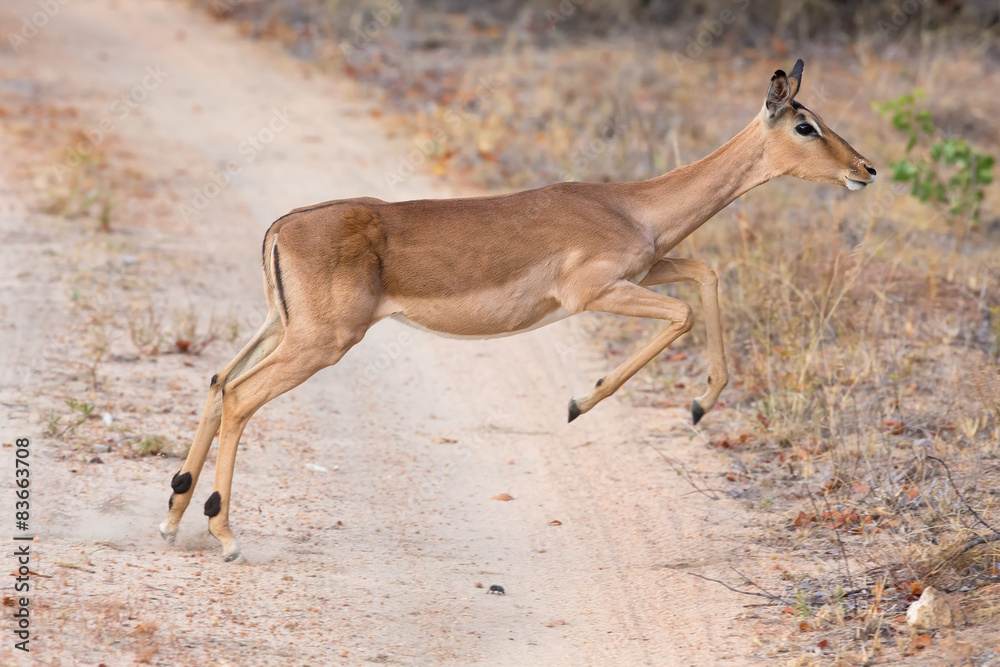 Animal Running Away From Danger