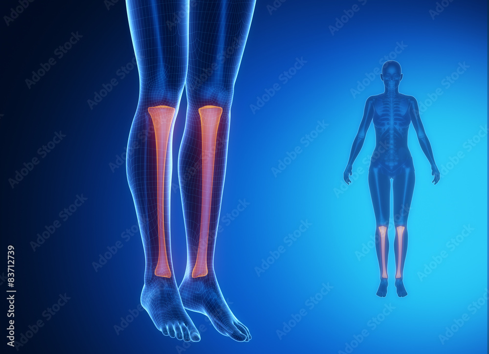 Tibia anatomy medical scan Stock Illustration | Adobe Stock
